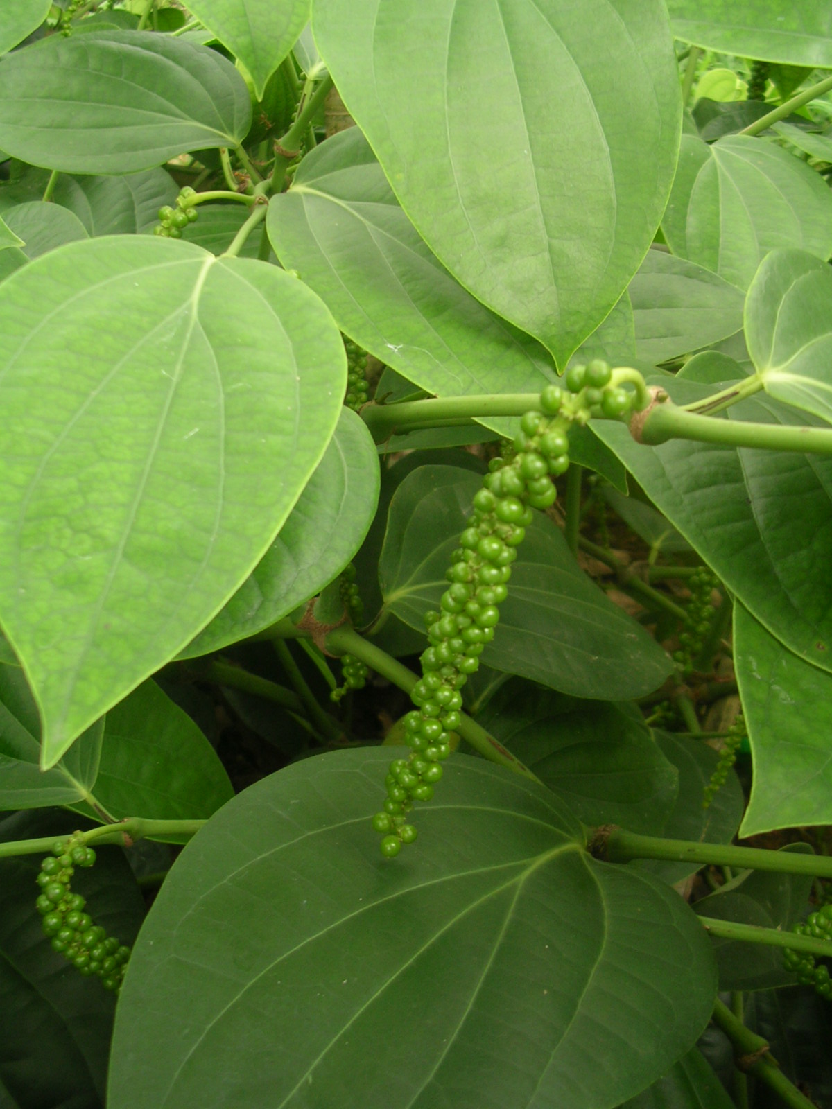 ~Curried Scallop with Wild Pepper Leaf Recipe~ | Pranee's Thai Kitchen