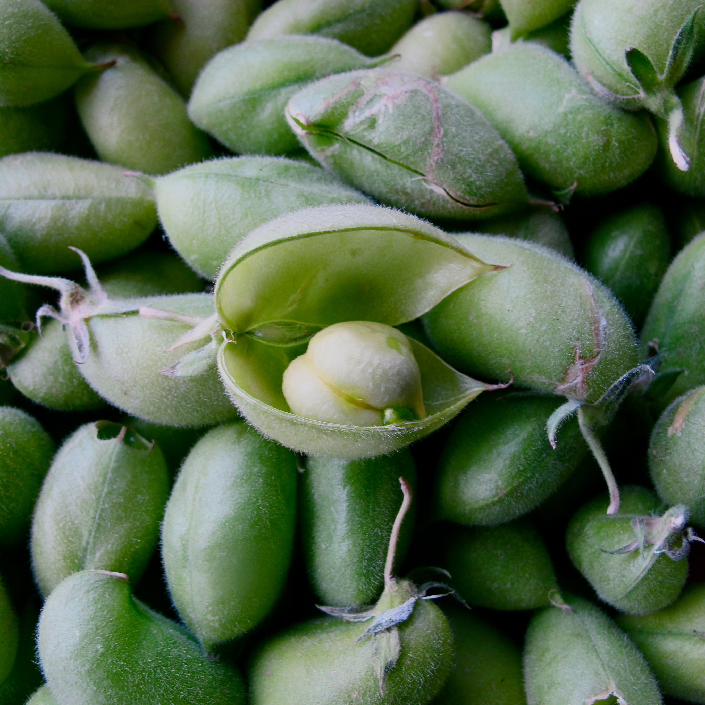 ~My First Fresh Garbanzo Beans: Learning how to cook them~ | Pranee's ...