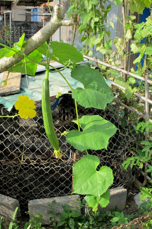 ~Angled Luffa Gourd, Stir-Fried Angled Luffa with Egg Recipe~ | Pranee ...