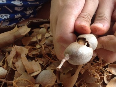 ~Amok Curry Powder Recipe, a Flavor Memory from Siem Reap~ | Pranee's ...