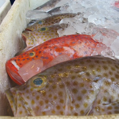 ~Fish Head Sour Curry with Bilimbi Recipe, Gaeng Som~ | Pranee's Thai ...