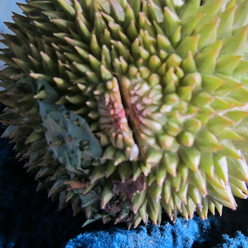 ~Durian: What is it? How do you open it?~ | Pranee's Thai Kitchen