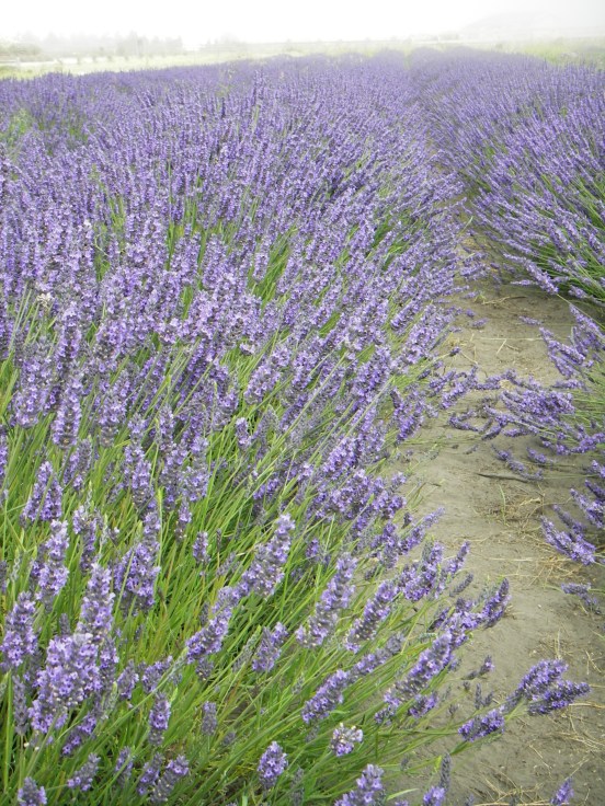 ~Lavender-Turmeric Scented Jasmine Rice Recipe for 30 people~ | Pranee ...