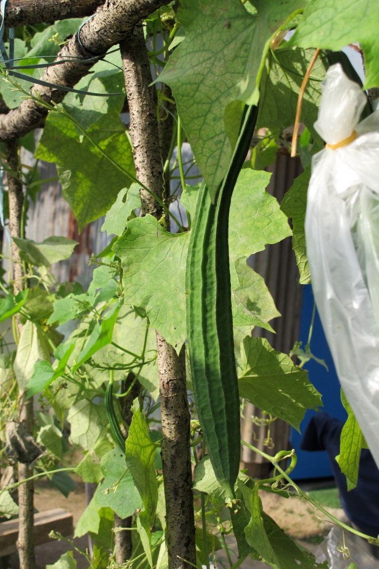 ~Angled Luffa Gourd, Stir-Fried Angled Luffa with Egg Recipe~ | Pranee ...